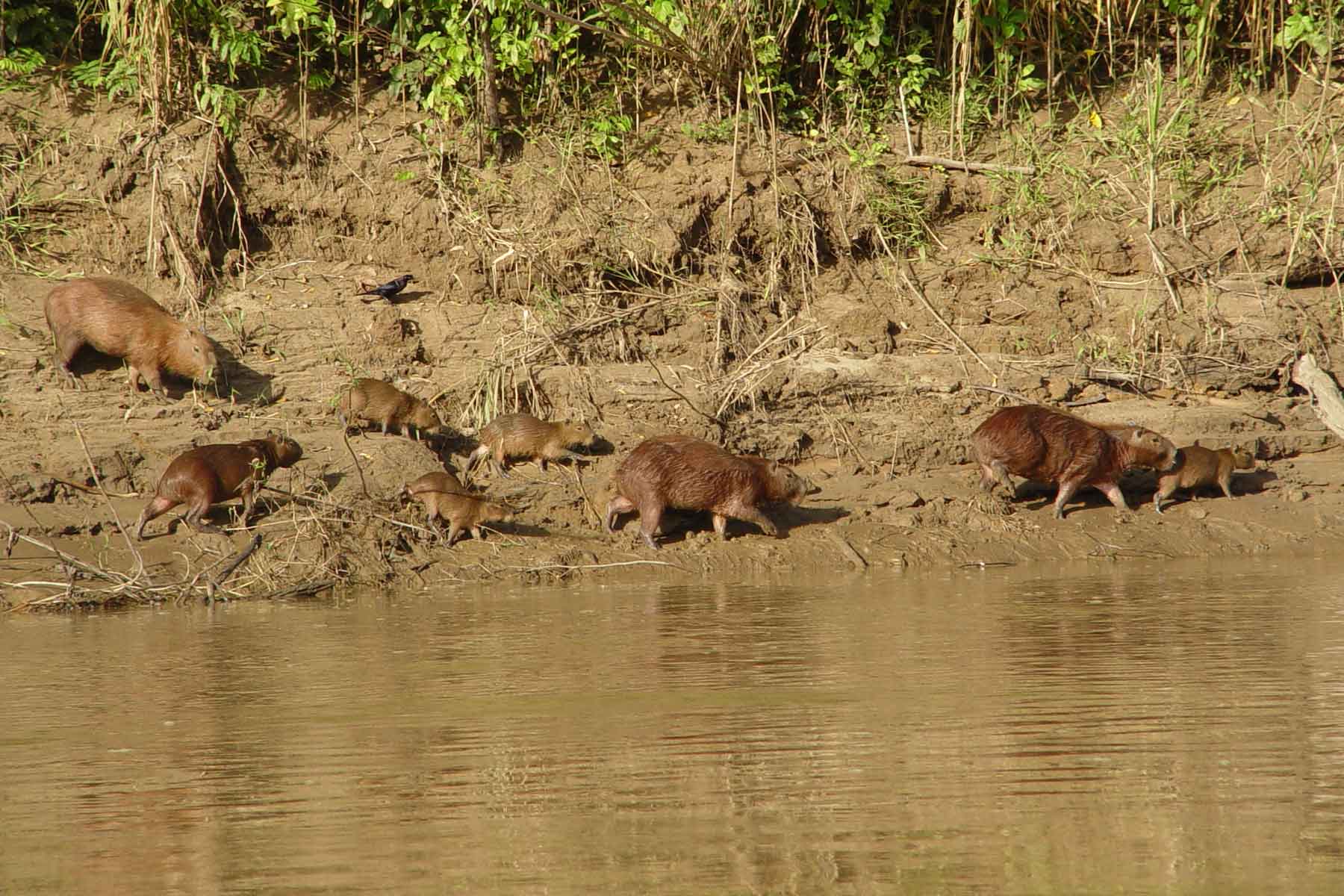 The capybara (Hydrochoerus hydrochaeris) in Peru - Blog Amazon Peru ...