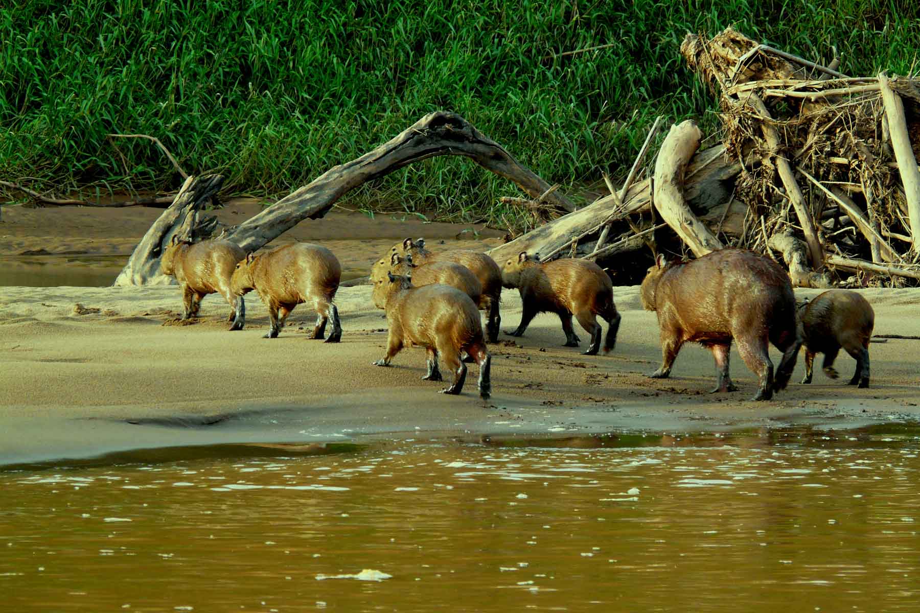 The capybara (Hydrochoerus hydrochaeris) in Peru - Blog Amazon Peru ...