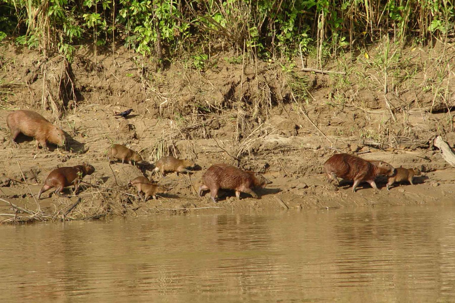 The tapirs in the Peruvian Amazon - Blog Amazon Peru Travellers