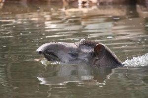 The tapirs in the Peruvian Amazon - Blog Amazon Peru Travellers
