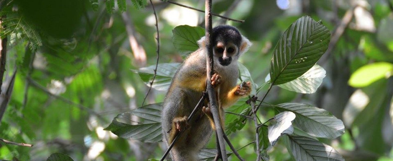 Complete Guide to Visiting Manu National Park - Blog Amazon Peru Travellers