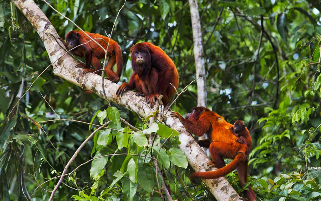 Complete Guide to Visiting Manu National Park - Blog Amazon Peru Travellers